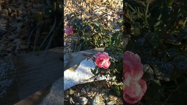 Розы и морозы