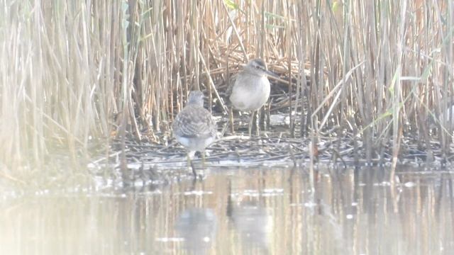 Голоса Птиц, Кулик Фифи, наблюдение птиц, 3 августа 2023, Старая Русса