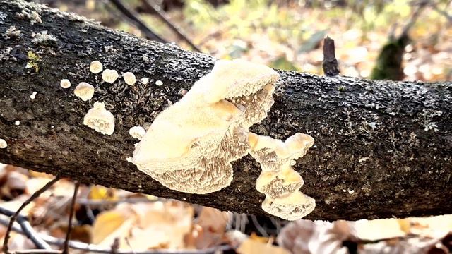 Гимнопил и траметес