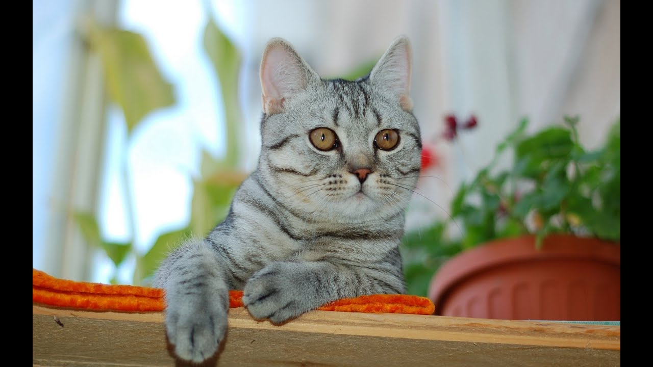 Чужие кошачьи глаза везде и всюду, они, как звезды на небе, не оставляют людей в одиночестве