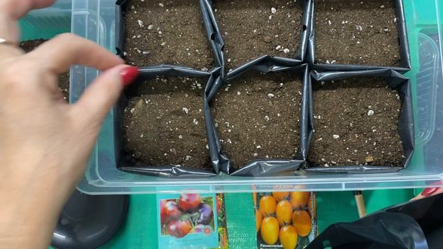 Вот так разом высеяла все сорта и гибриды томатов!