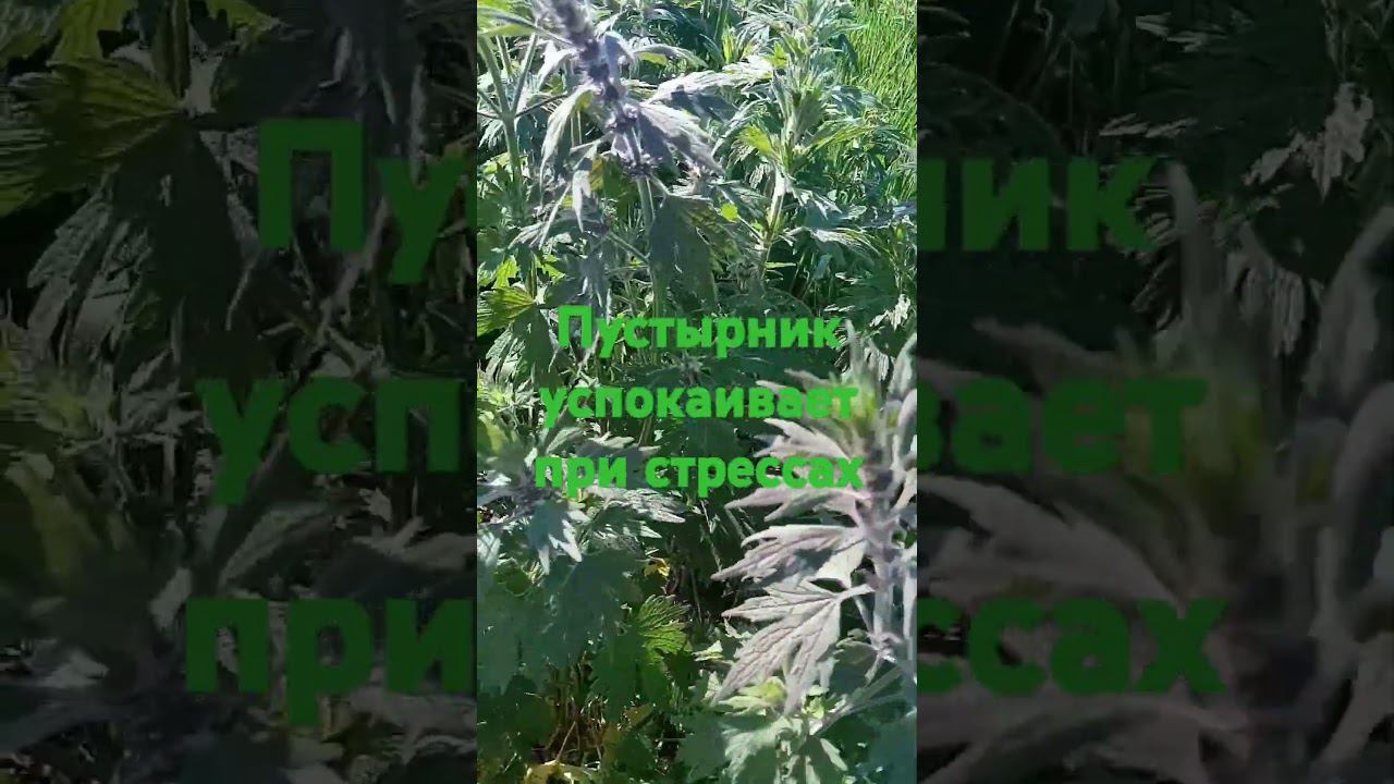 Пустырник успокаивает при стрессах, выводит из  депрессии. #травы #пользатрав  #сбортрав #пустырник