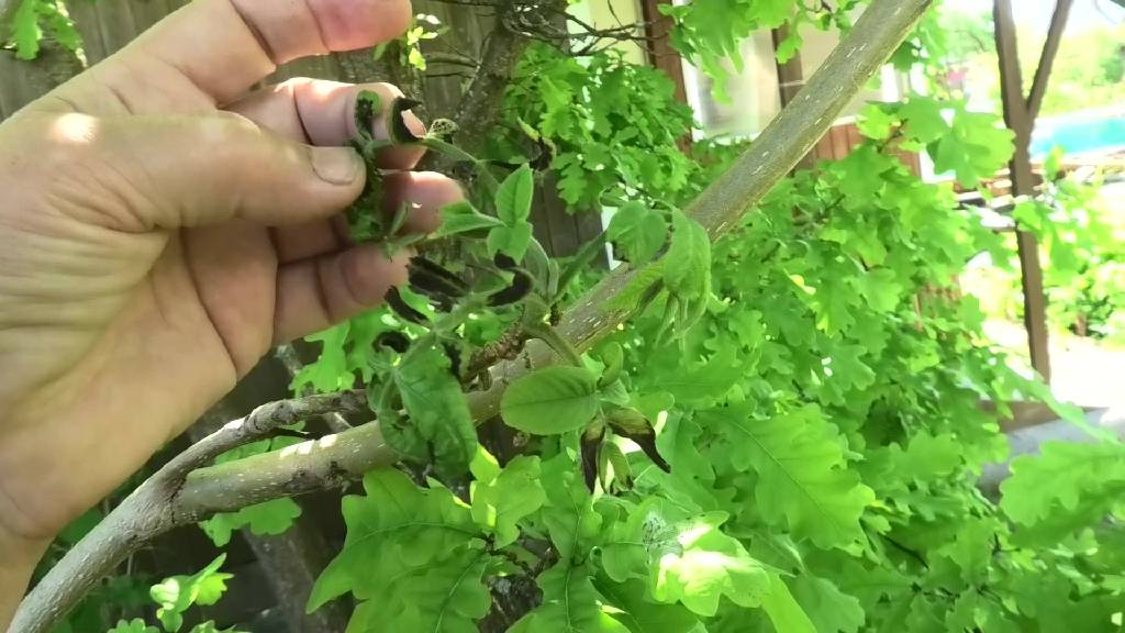 5-13 06 2023г маньчжурский орех восстанавливается. Дачные дела.