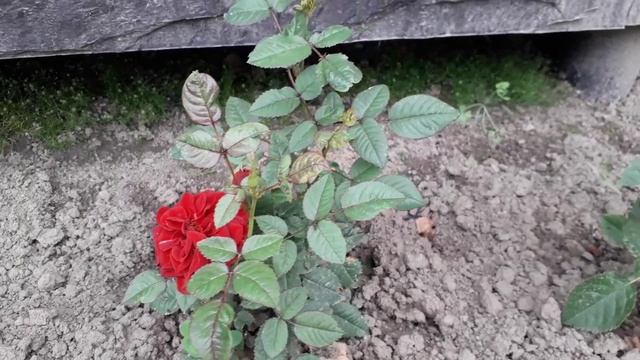 Дачные цветы