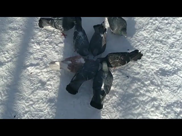 покормите птиц зимой