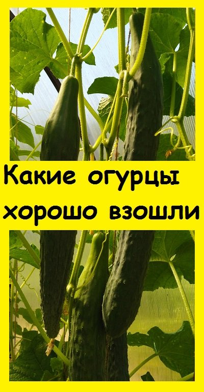 ВЗОШЛИ ОГУРЦЫ, показываю, какие семена оказались полностью всхожими
#дача #сад #цветы #garden