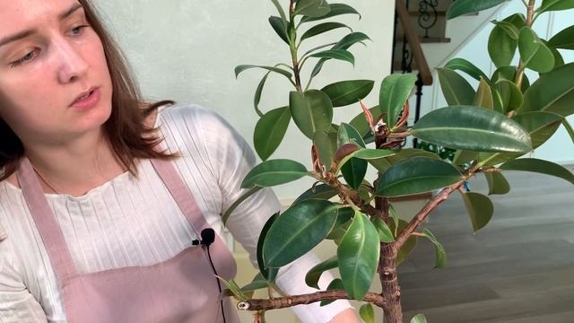 №6. Фикус эластика, результаты обрезки.