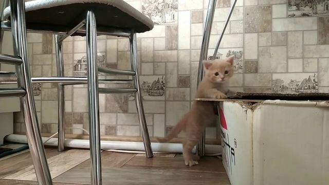 Котька карабкается