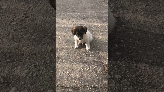 Дорогою добра