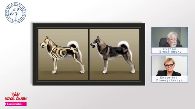 Russian national breeds: 8.Vostotchno-sibirskaïa laïka,Yakutskaya laika| Responsible Breeding Online