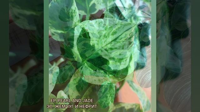 Эпипремнумы это любовь?Из одного черенка за год вырос куст?Pearl & Jade #цветы #растения #shorts