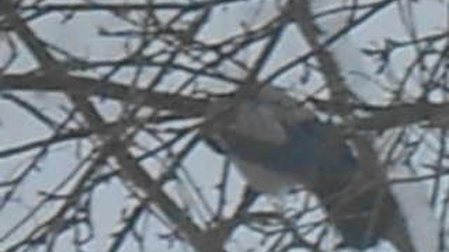 Ворона вытирает клюв 12584864863 DSCN5022