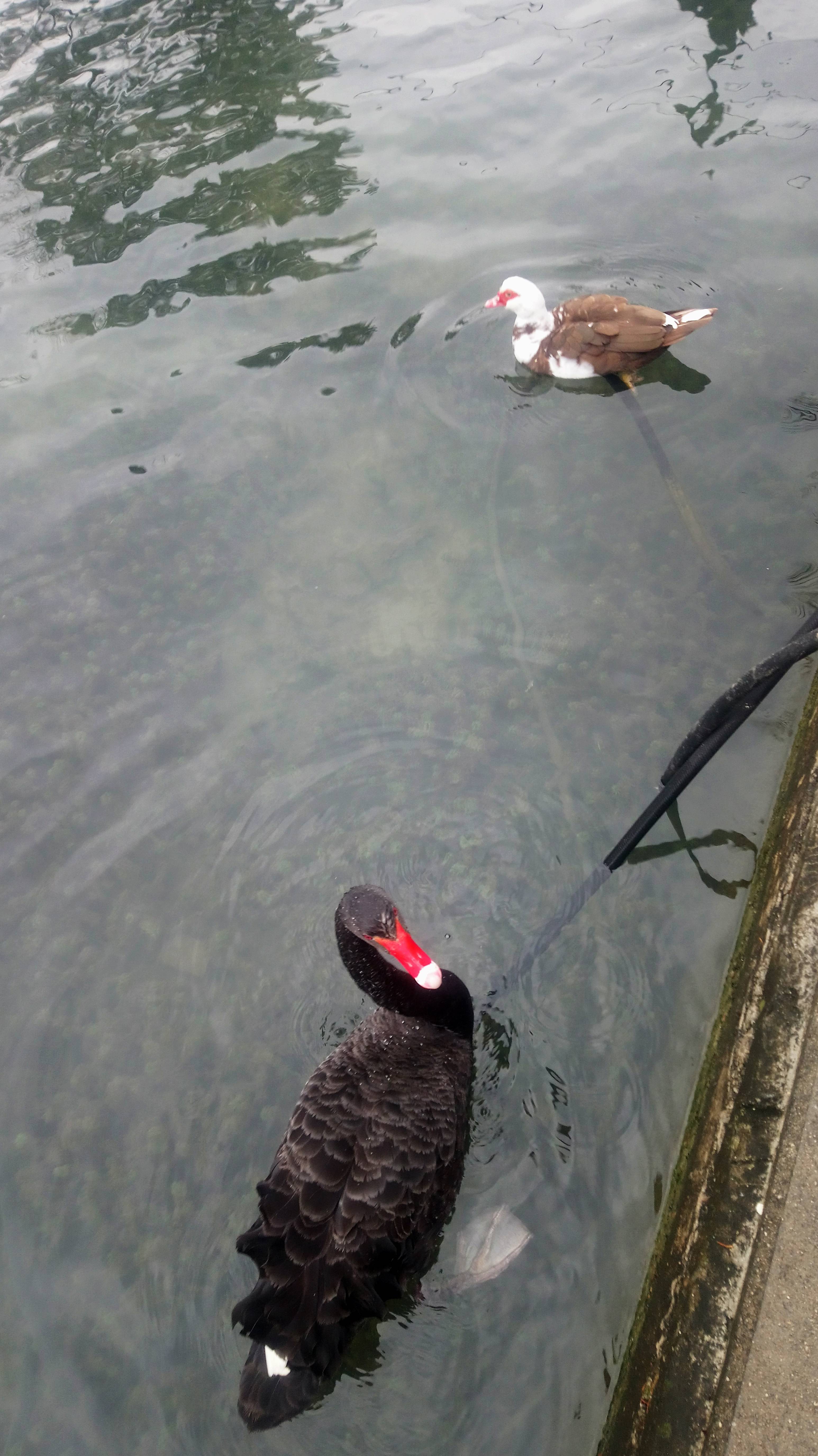 АБХАЗИЯ. ОЗЕРО С ЧЕРНЫМИ ЛЕБЕДЯМИ 02.2021