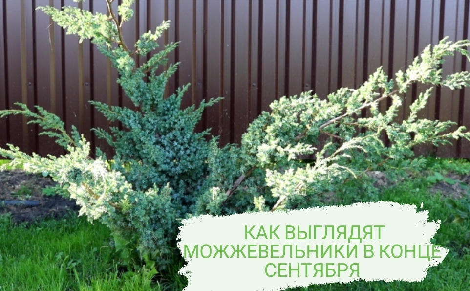 КАК ВЫГЛЯДЯТ МОЖЖЕВЕЛЬНИКИ В КОНЦЕ СЕНТЯБРЯ. 30.09.2022 г.