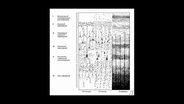 5.3 Сознание. Слои неокортекса