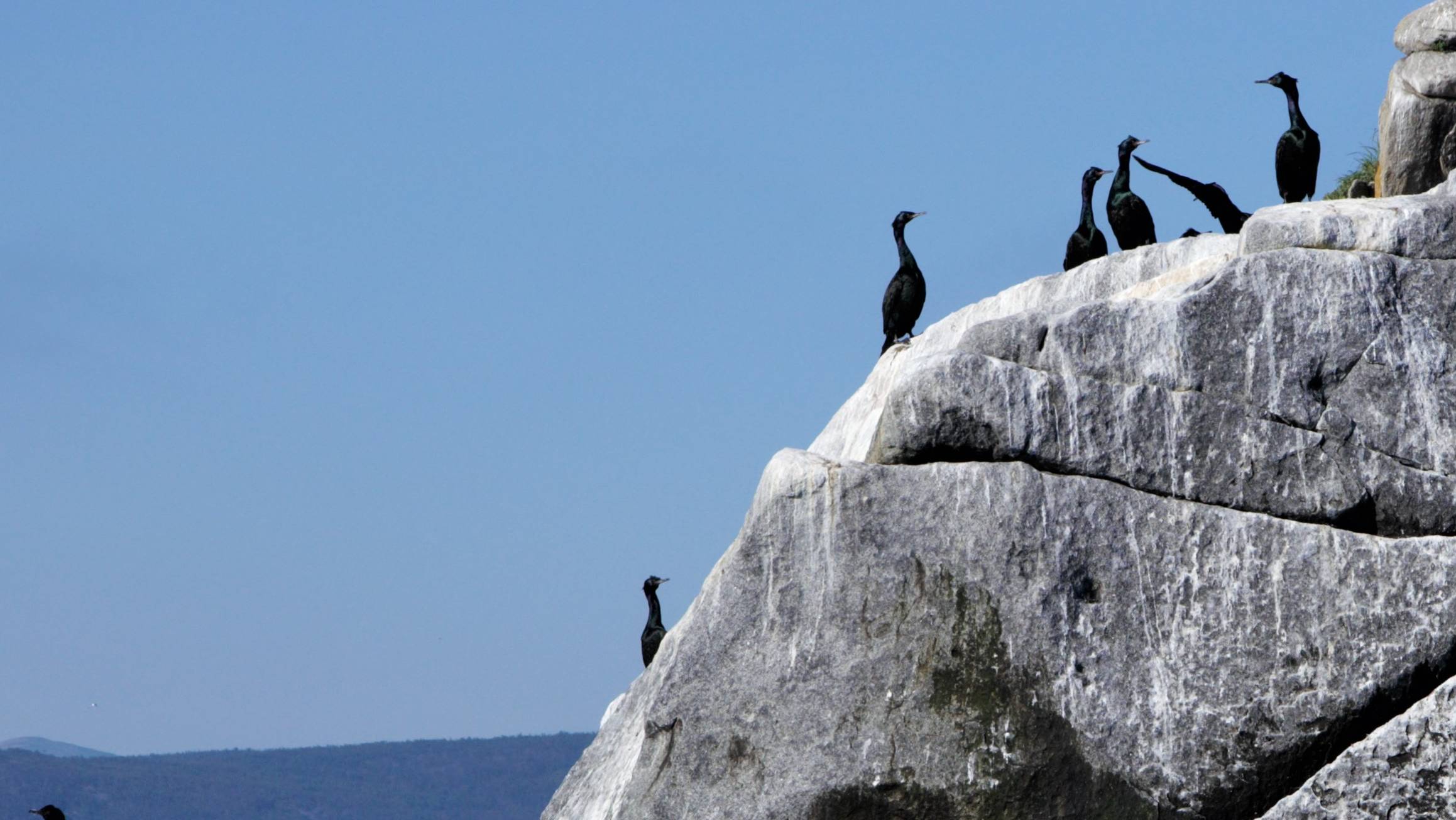 море, чайки, тупики