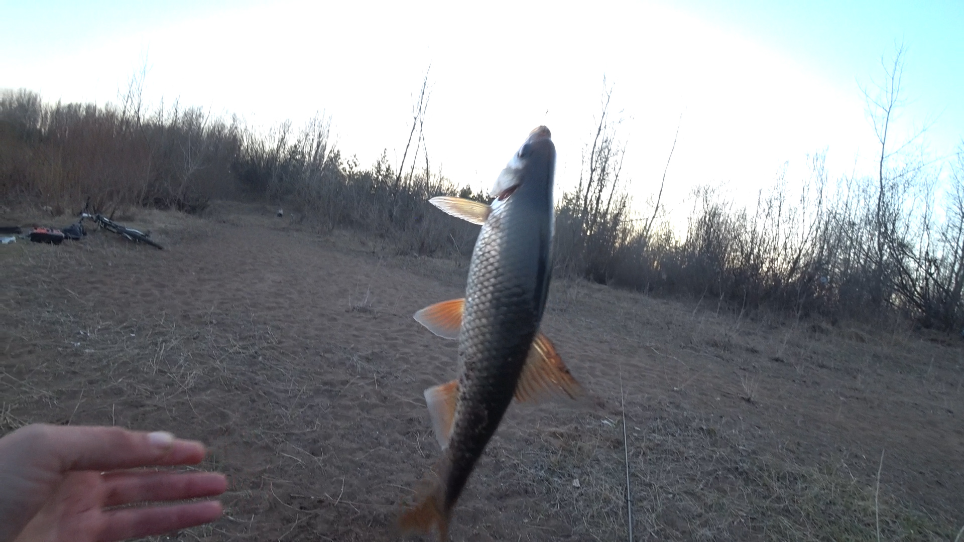 РАЗДАЧА ПЛОТВЫ НА ЗАКАТЕ НА ПОПЛАВОК. Рыбалка по ледяной воде на РОЖКИ