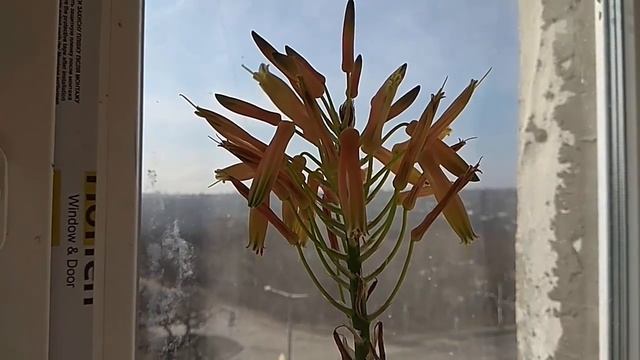 Чудо- зацвело алоэ