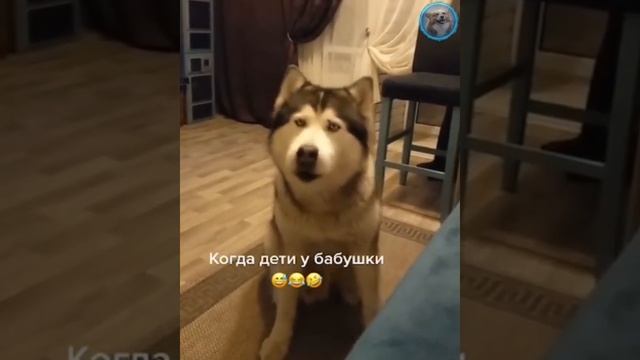 Смешные животные #64.mp4