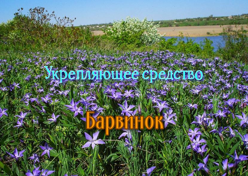 Укрепляющее средство. Барвинок
