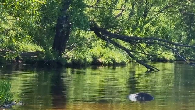 Минута речного релакса