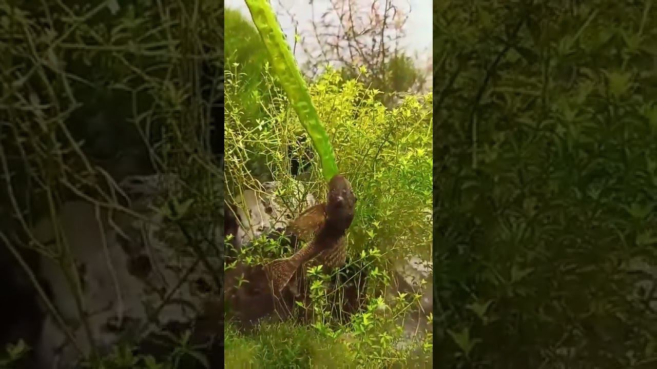 Сом прилипала весьма эффектный житель любого аквариума. К тому же, он легко уживается со всеми.