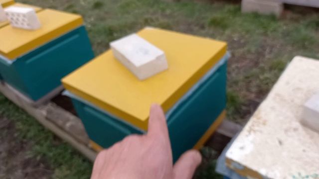 Ответы на вопросы про ранний старт (стимуляция пчел на развитие)