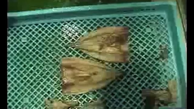 CHBR-40 машина вырезания центральной кости