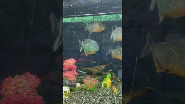 ПОДВОДНЫЙ МИР. ОКЕАНАРИУМ РИВЬЕРА СОЧИ.