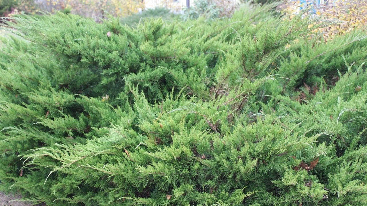 Можжевельник казацкий. Самый лёгкий способ размножения