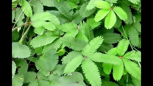 Вьетнамские живые растения