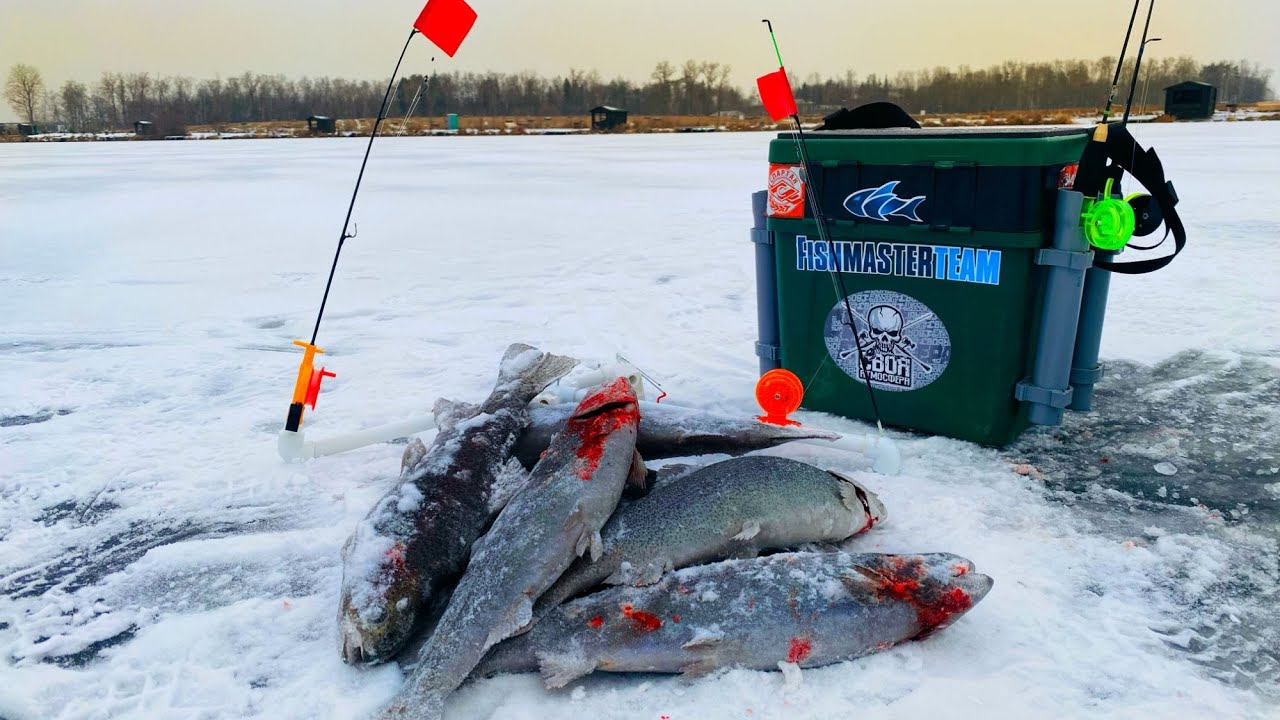 САМОПОДСЕКАЙКИ ЛОВЯТ ФОРЕЛЬ Первый ЛЕД 2023-24