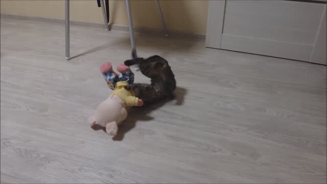 Захватывающая битва смертоносного Котэ против игрушечного Свина