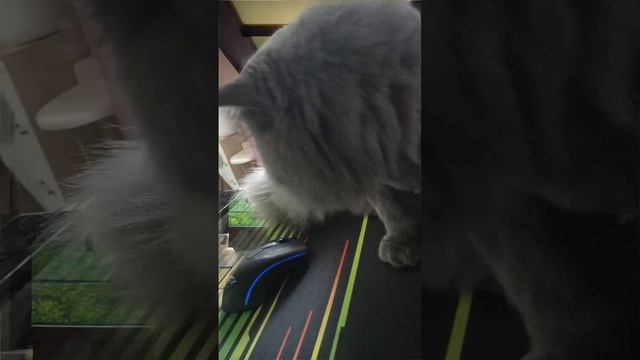 Пуша на работе