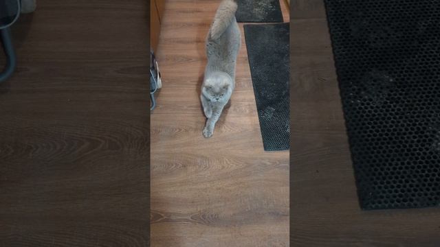 Орёт на меня ?