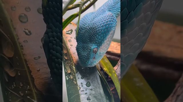 ядовитая красота