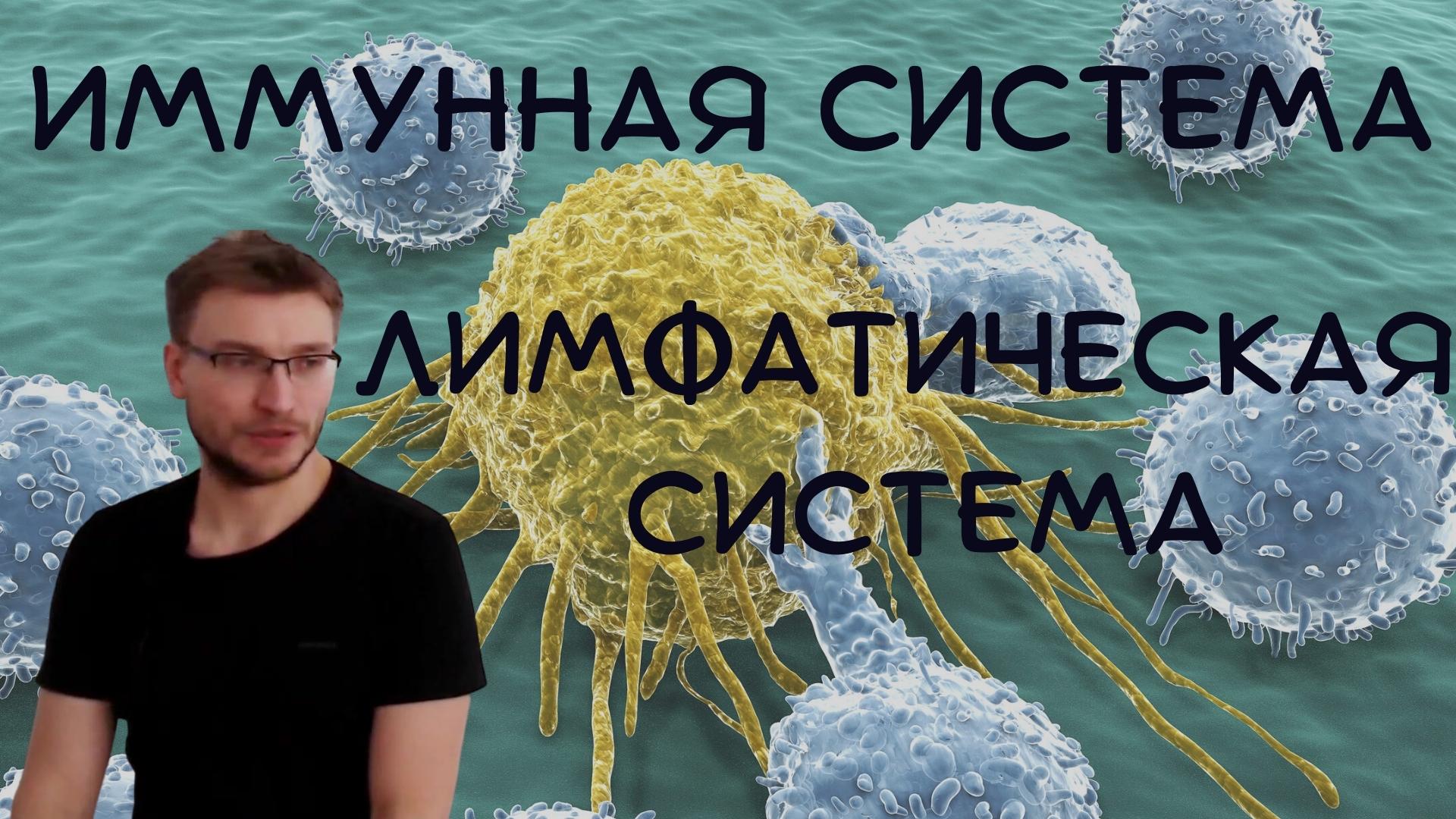 3.17. Иммунная система. Лимфатическая система