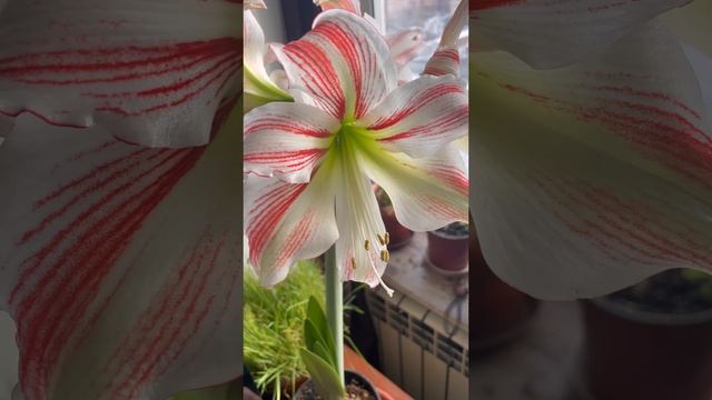 Гиппеаструм (белый и красными прожилками)