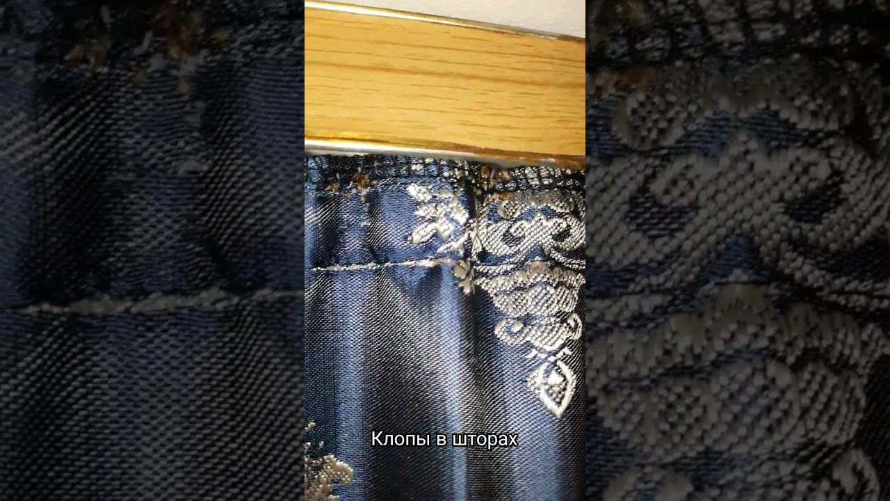 Клопы в шторах |Подпишись | #клопы #клопывшторах