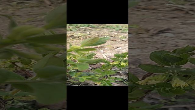 жимолость аврора, югана, бакчарский великан цветут одновременно. апрель 24г