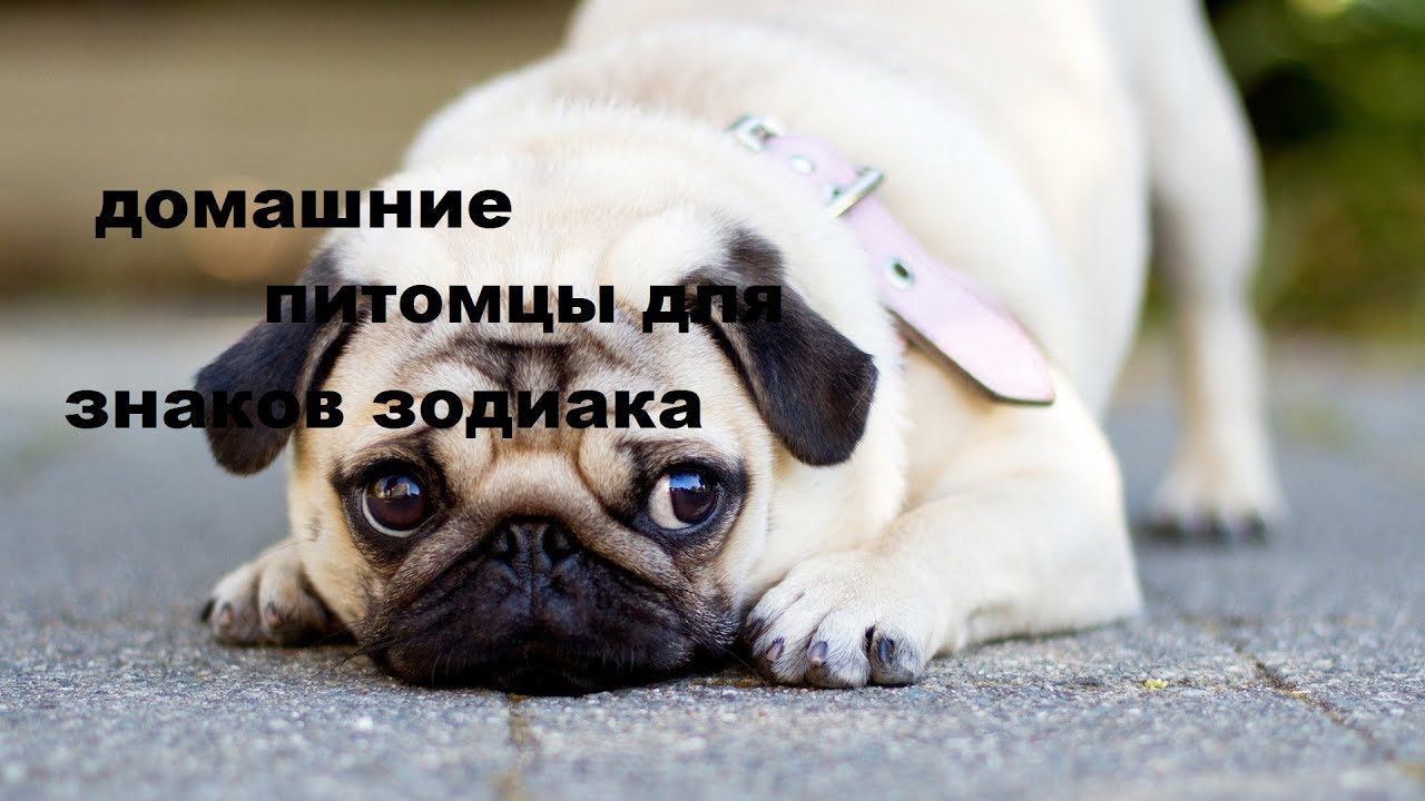 КАКИХ ДОМАШНИХ ПИТОМЦЕВ ПРЕДПОЧИТАЮТ ЗНАКИ ЗОДИАКА