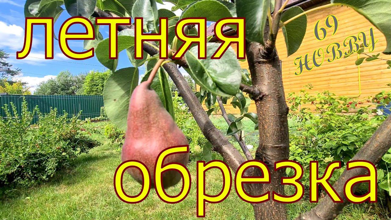 Особенности летней обрезки ГРУШИ! Убираем жировики  Когда, как и зачем!