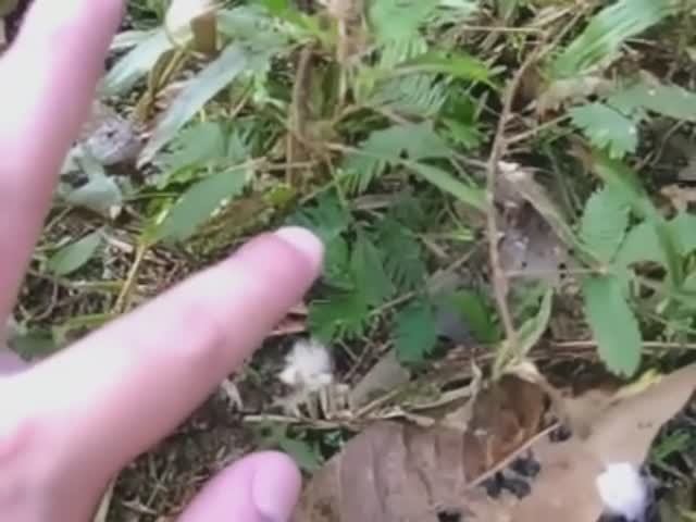 Травка-стесняшка в Таиланде. Кто знает как правильно называется?