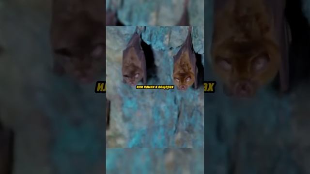 Почему летучая мышь летит вниз головой???