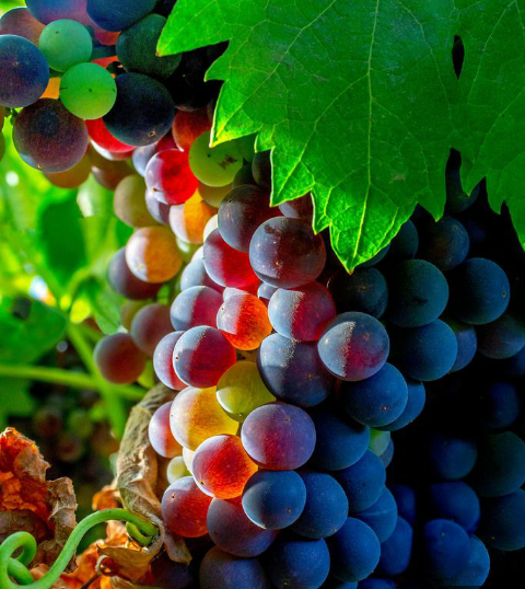 Вино красное вторичное полусухое (720p).mp4