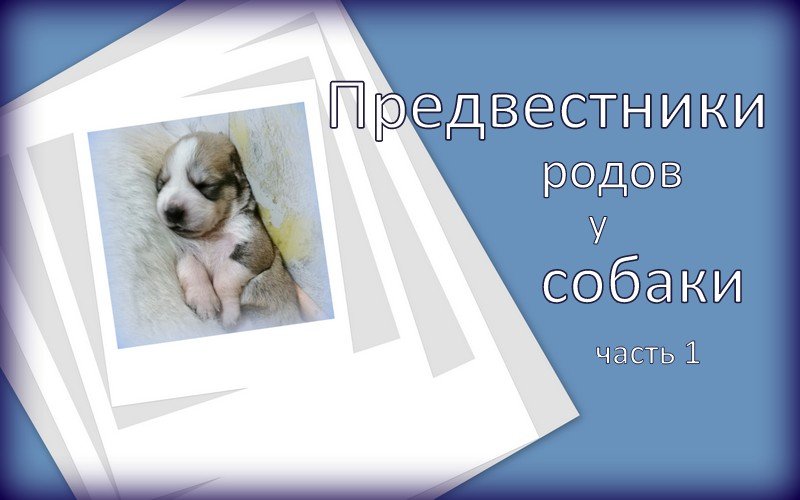 Предвестники родов у собаки часть 1