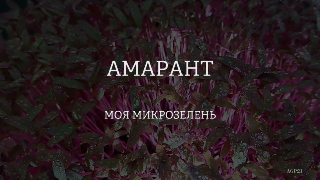 Амарант моя микрозелень