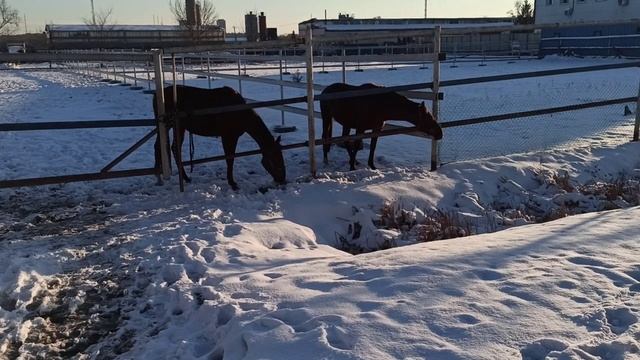 Поездка в конный клуб _Арагон_ порадовала не на шутку.mp4