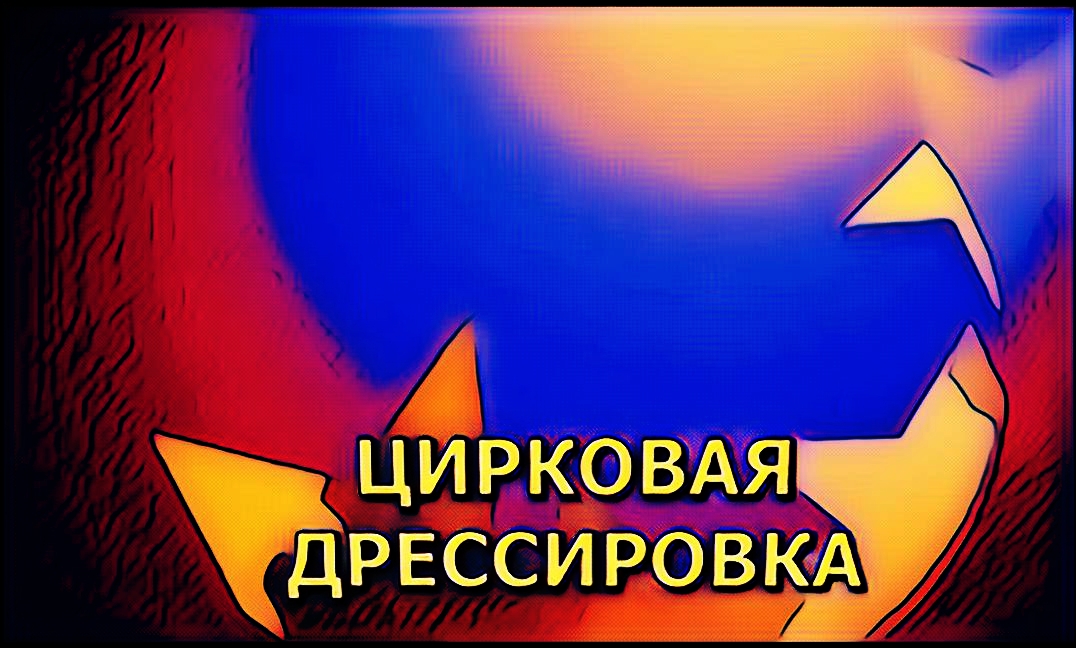 Занятия по цирковой дрессировке