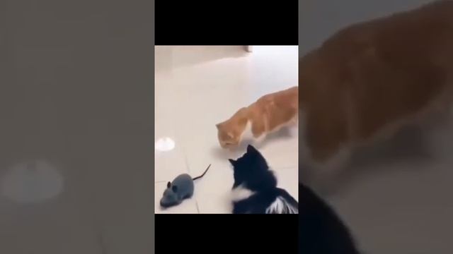 funny cats 30 #shorts